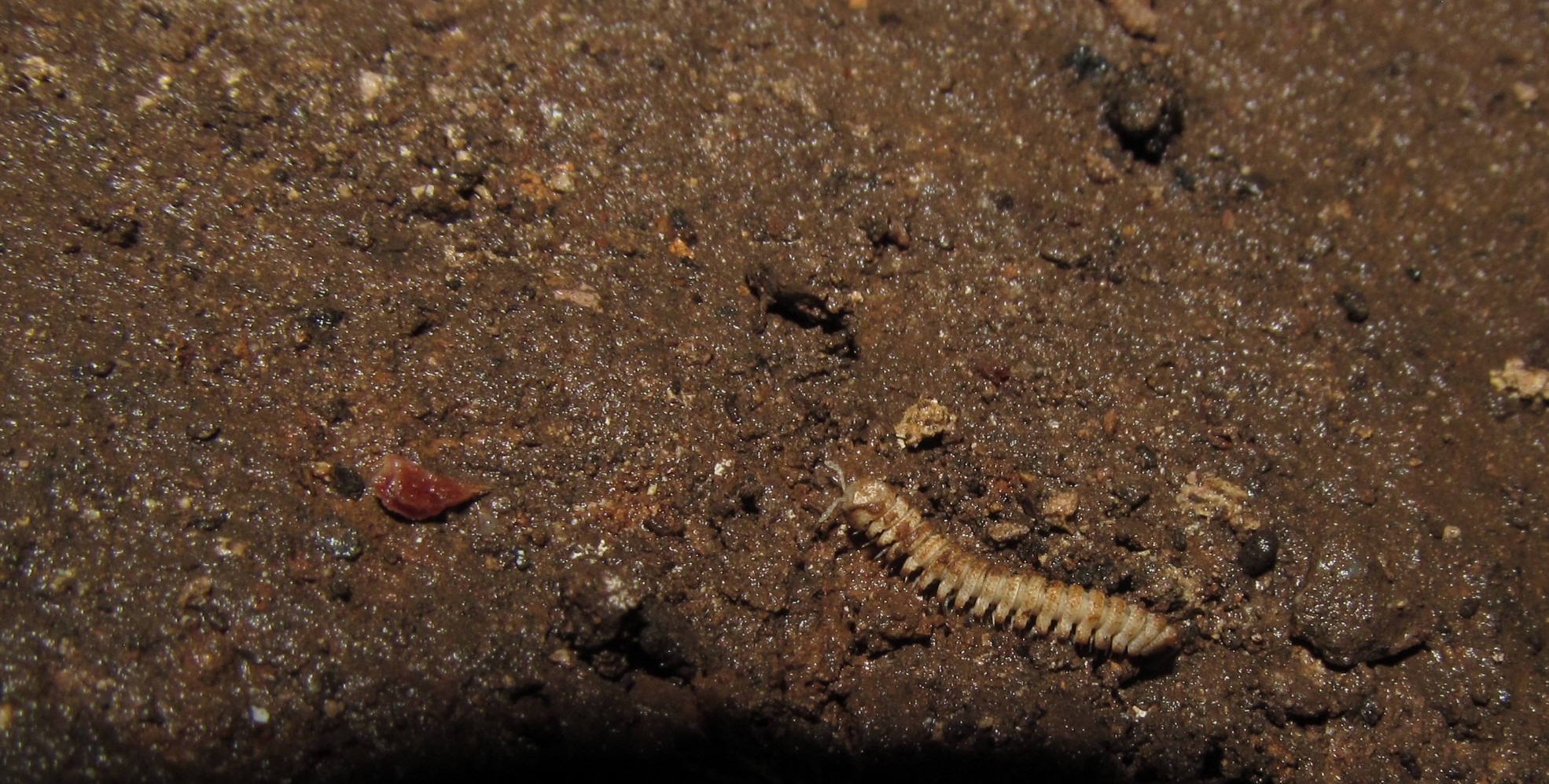 Collecting millipedes in Vietnam | Millipede Lab
